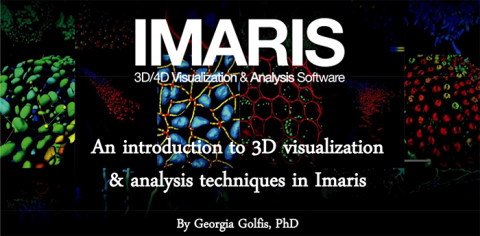IMARIS 3D/4D Visualization & Analysis Software | UFR Sciences Fondamentales et Biomédicales